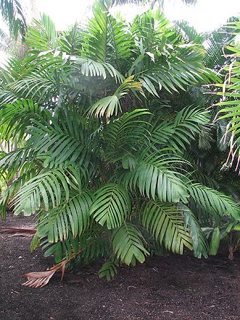 Pinanga coronata - Palms For California