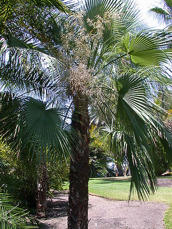 Brahea dulcis - Palms For California