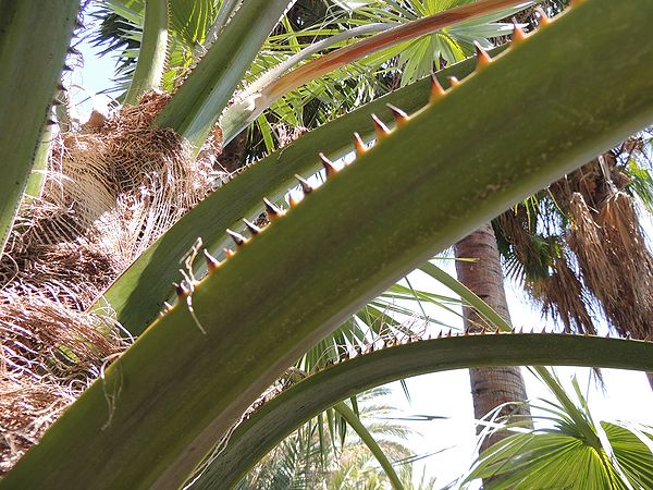 Livistona rigida - Palms For California