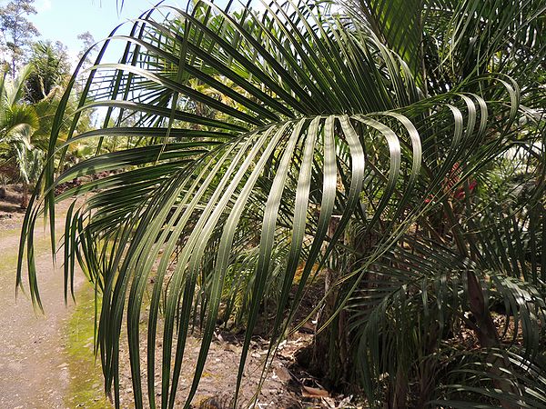 Dypsis heteromorpha - Palms For California