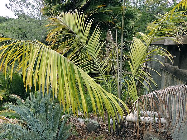 Ravenea madagascariensis - Palms For California