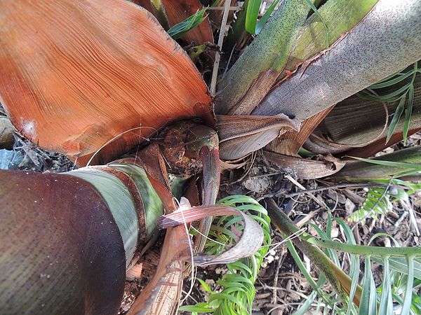 Dypsis heteromorpha - Palms For California