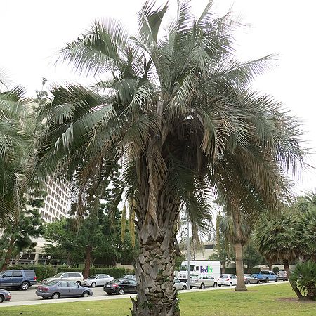 Butia x Jubaea - Palms For California