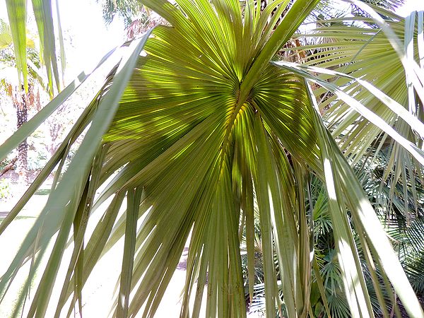 Livistona rigida - Palms For California