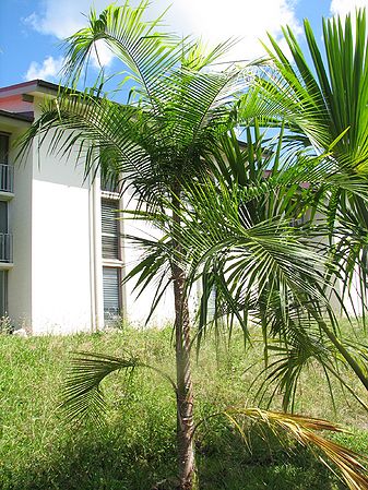 Syagrus botryophora - Palms For California