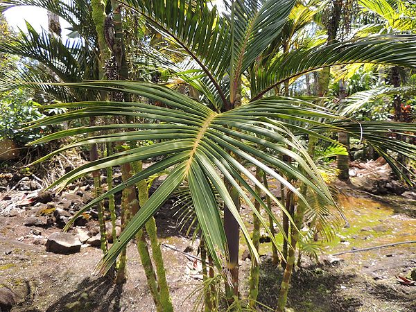 Pinanga philippinensis - Palms For California