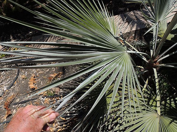 Brahea 'Super Silver' - Palms For California