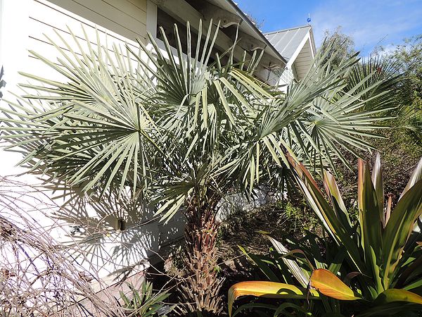 Copernicia prunifera - Palms For California