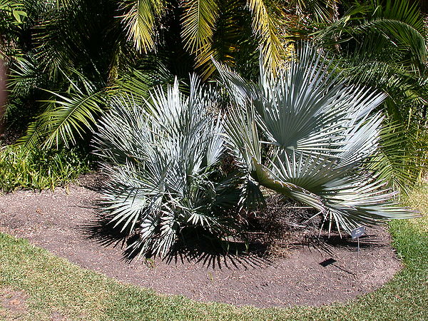 Brahea decumbens - Palms For California