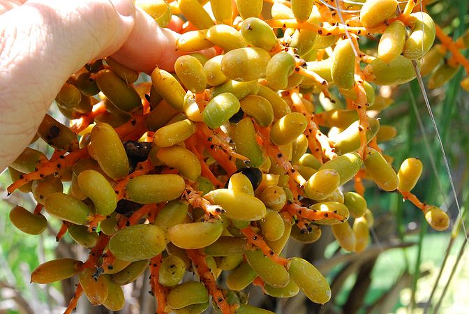 Phoenix loureiroi - Palms For California