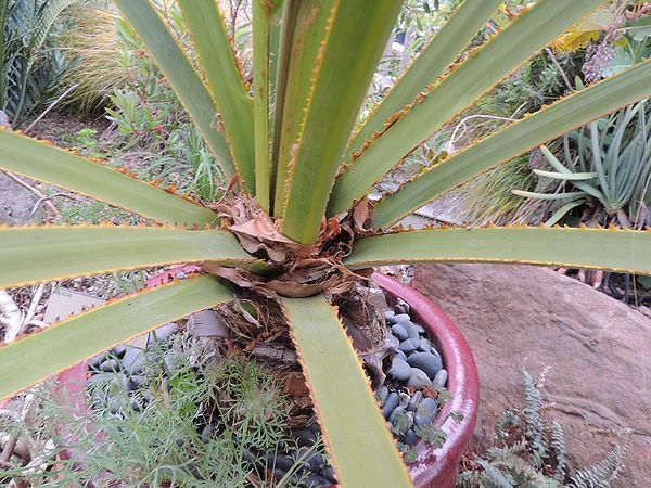 Brahea dulcis - Palms For California