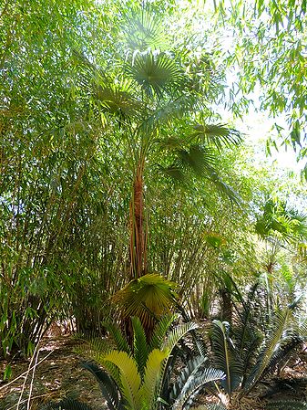 Trachycarpus latisectus - Palms For California