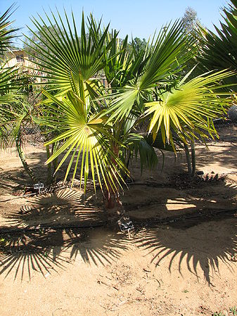 Trachycarpus latisectus - Palms For California