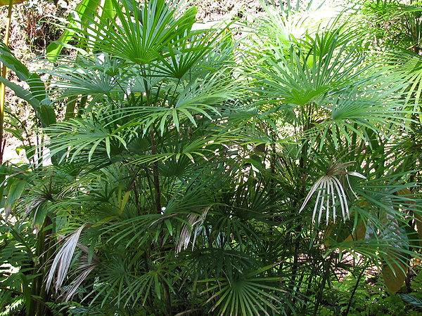 Rhapis multifida - Palms For California