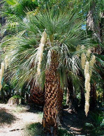 Brahea armata - Palms For California