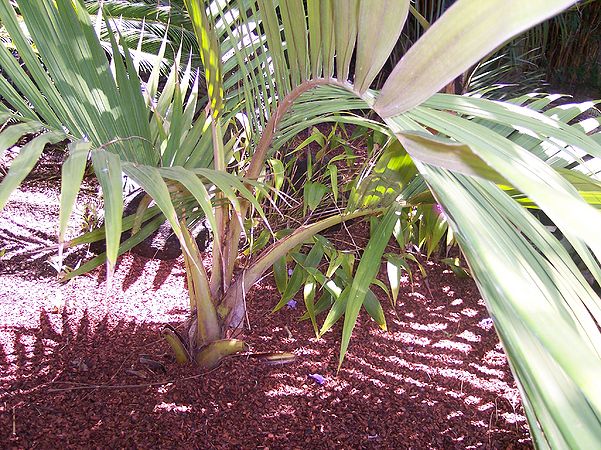 Cyphosperma balansae - Palms For California