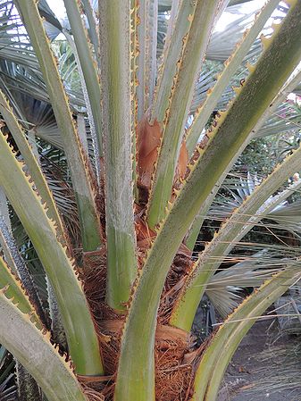 Brahea armata - Palms For California