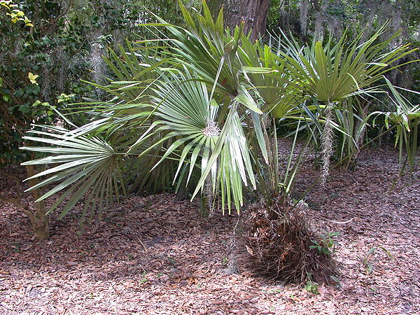 Rhapidophyllum histrix - Palms For California