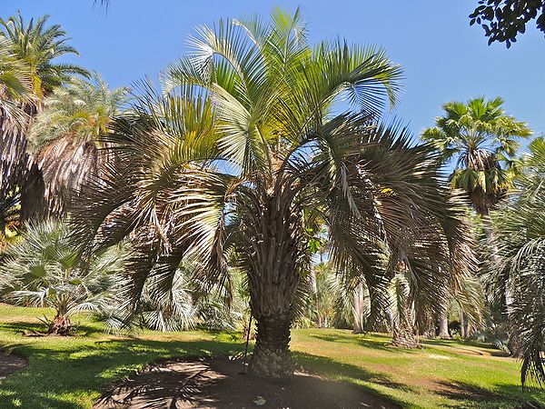 Butia x Jubaea - Palms For California