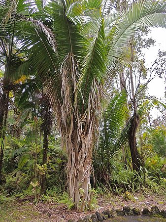 Attalea cohune - Palms For California