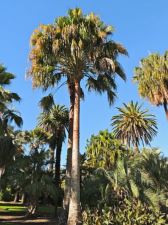 Livistona nitida - Palms For California