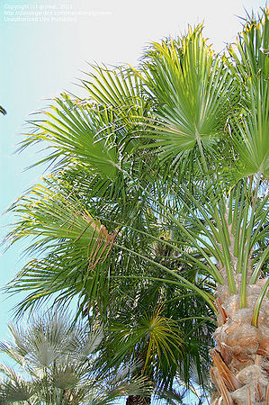 Livistona nitida - Palms For California