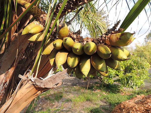 Attalea cohune - Palms For California