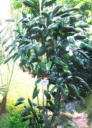 Rhapis subtilis - Palms For California