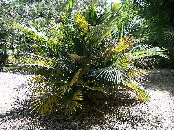 Arenga engleri - Palms For California