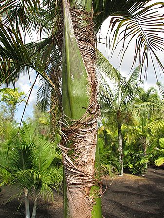 Syagrus botryophora - Palms For California