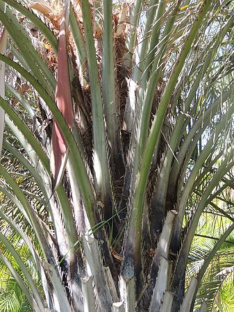 Butia yatay - Palms For California