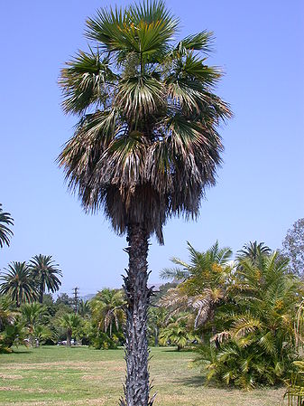 Brahea brandegeei - Palms For California