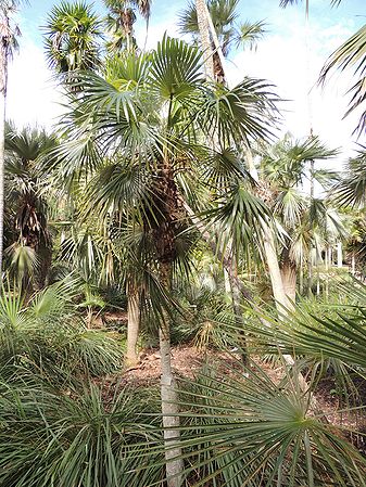 Coccothrinax argentata - Palms For California