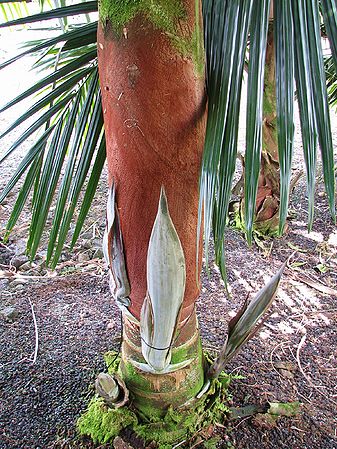 Cyphophoenix alba - Palms For California