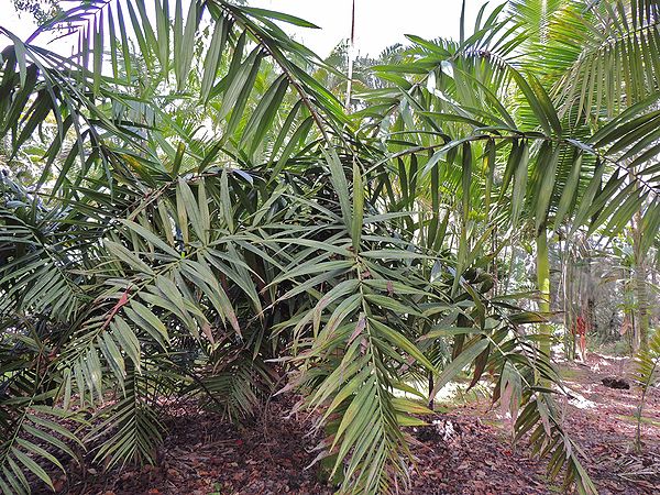 Dypsis rivularis - Palms For California