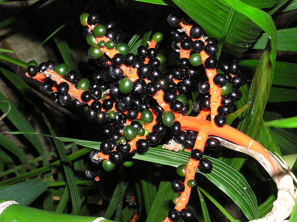 Chamaedorea tepejilote - Palms For California
