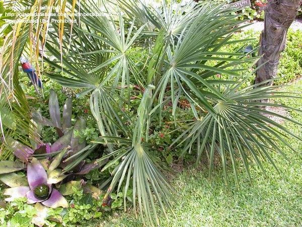 Trachycarpus nanus - Palms For California