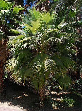 Brahea brandegeei - Palms For California