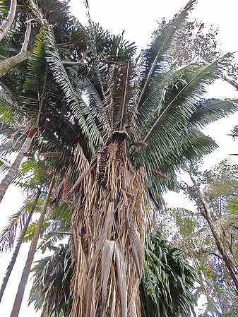 Attalea cohune - Palms For California