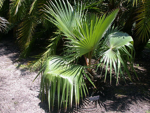 Brahea pimo - Palms For California