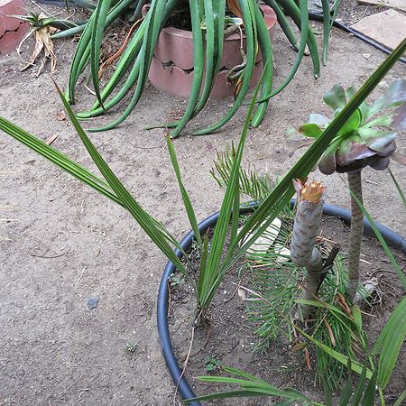 Butia archeri - Palms For California