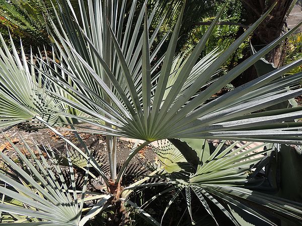 Brahea 'Super Silver' - Palms For California