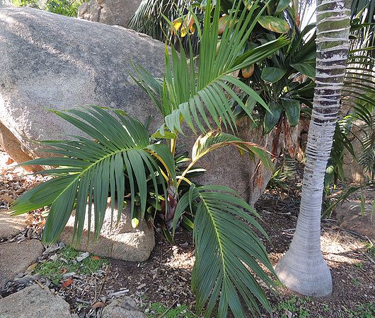 Bentinckia condapanna - Palms For California