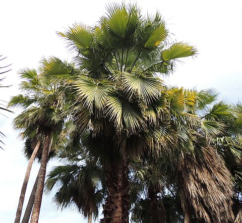 Brahea brandegeei - Palms For California
