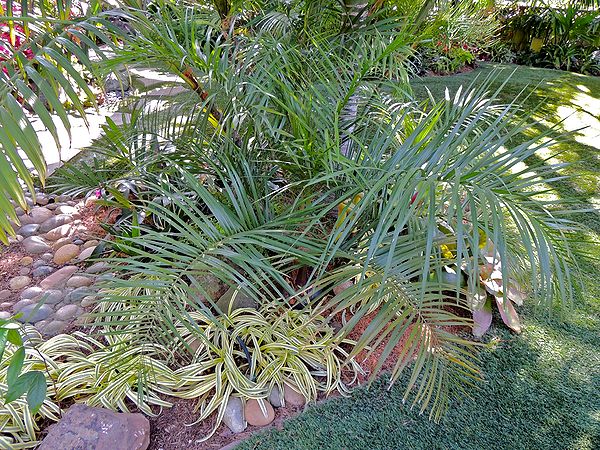 Syagrus x Butia x Jubaea - Palms For California