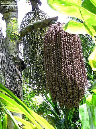 Caryota rumphiana - Palms For California