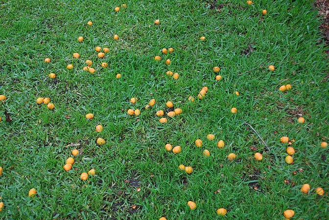 Butia x Jubaea - Palms For California