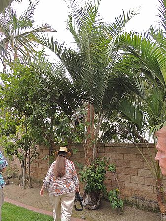 Butia x Syagrus - Palms For California