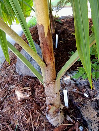Cyphophoenix alba - Palms For California