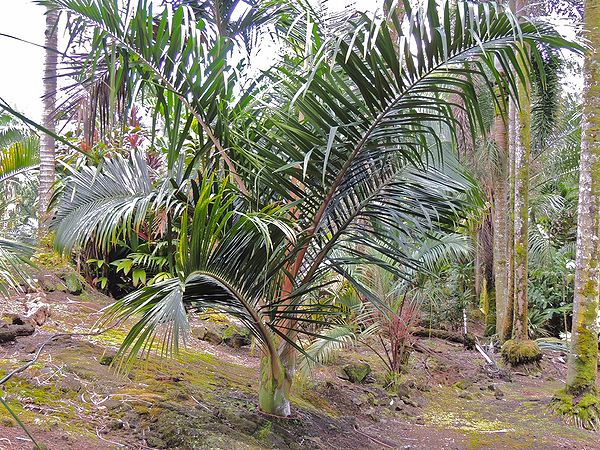 Dypsis hovomantsina - Palms For California